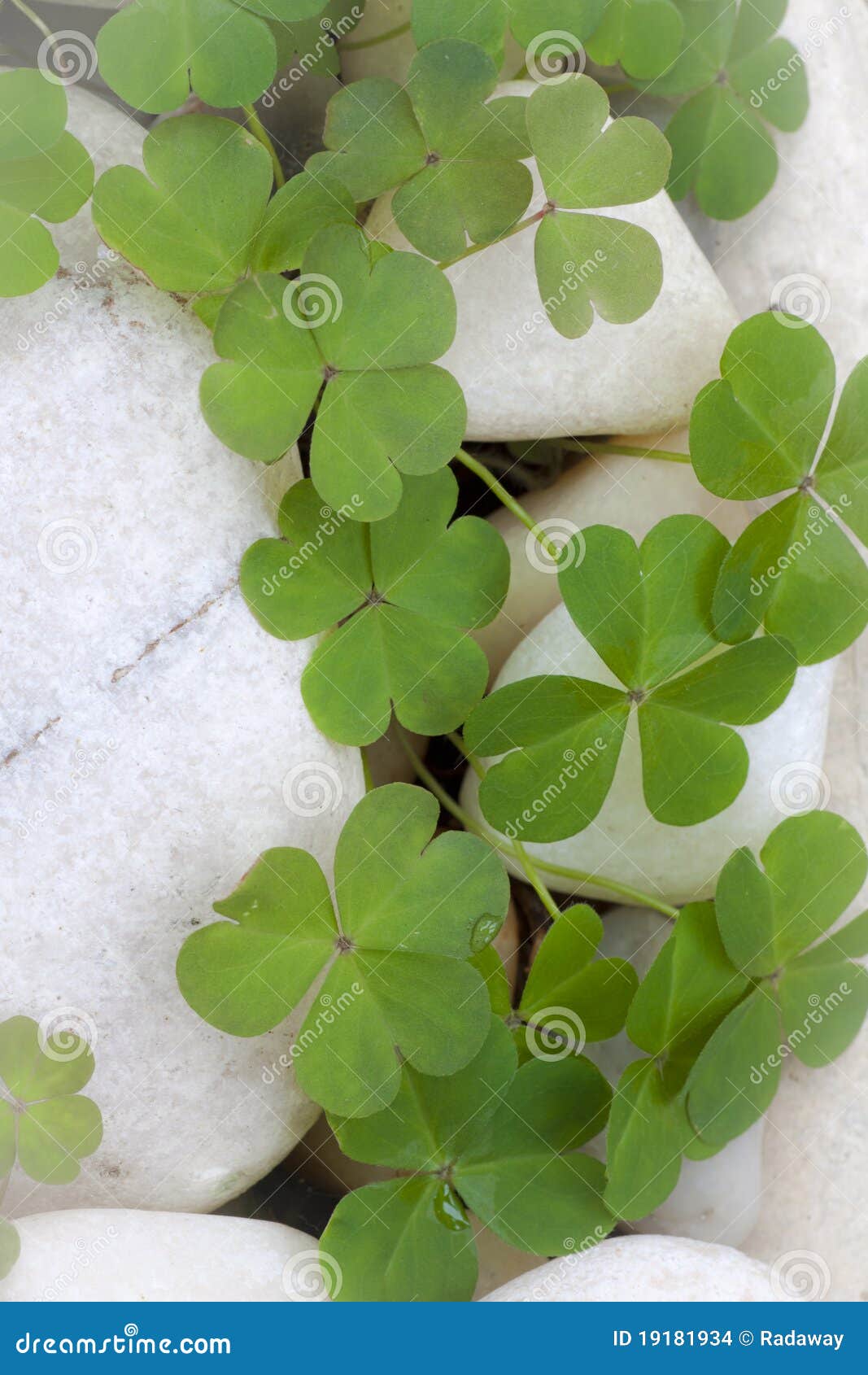 Clovers on white rocks stock photo. Image of saint, drop - 19181934