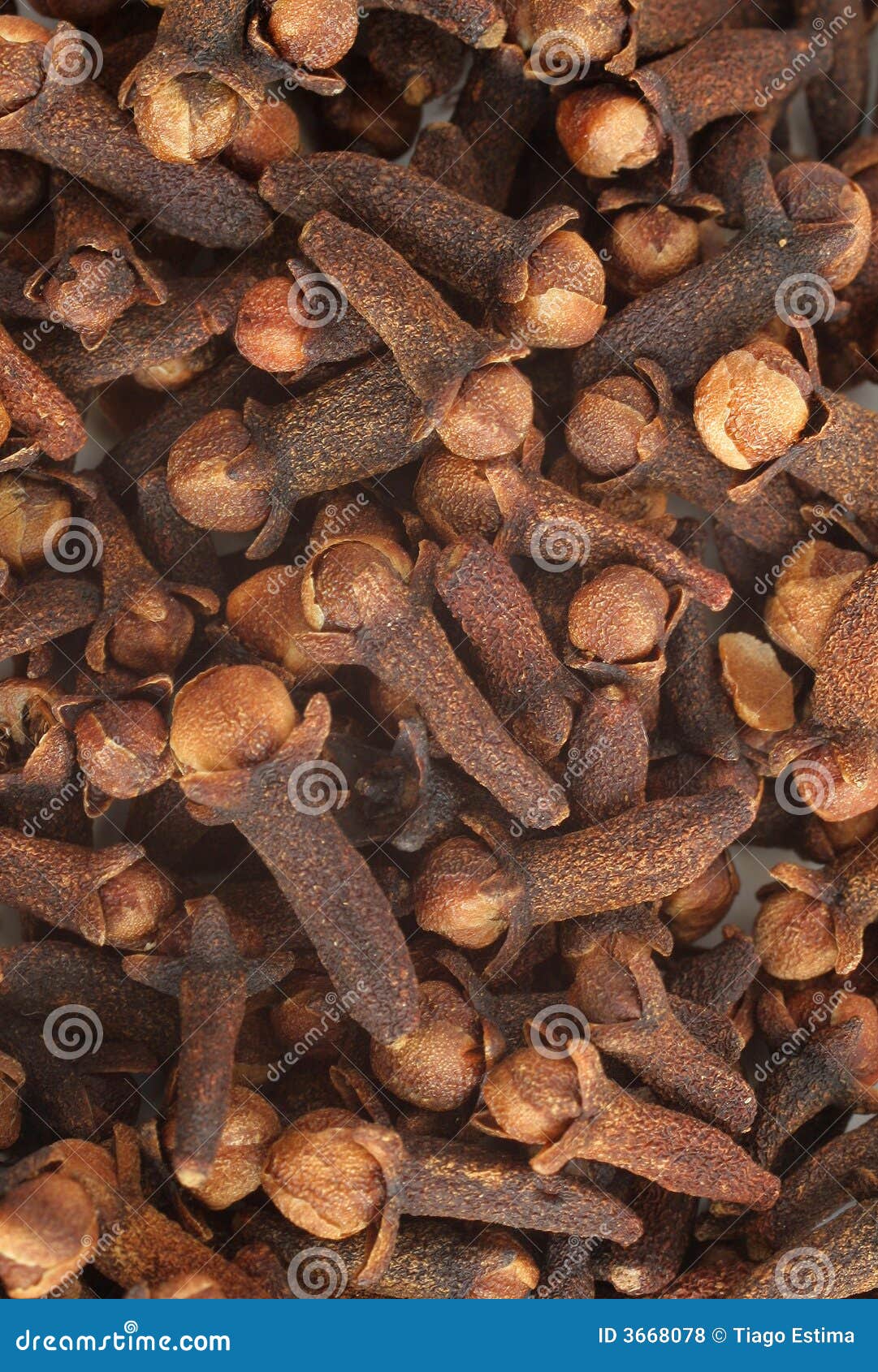 Cloves stock photo. Image of fragrant, masala, cloves - 3668078