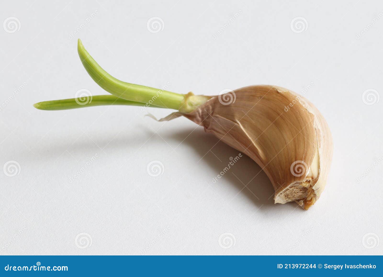 One Clove of Sprouted Garlic. Stock Photo - Image of sprouted, cooking ...