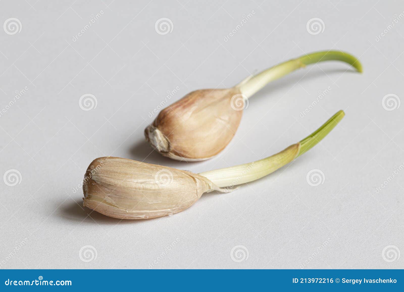 Two Cloves of Sprouted Garlic. Stock Photo - Image of clove, flavor ...