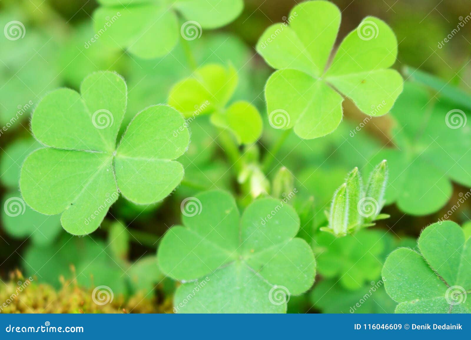 Clower stock afbeelding. Image of flora, wild, open - 116046609