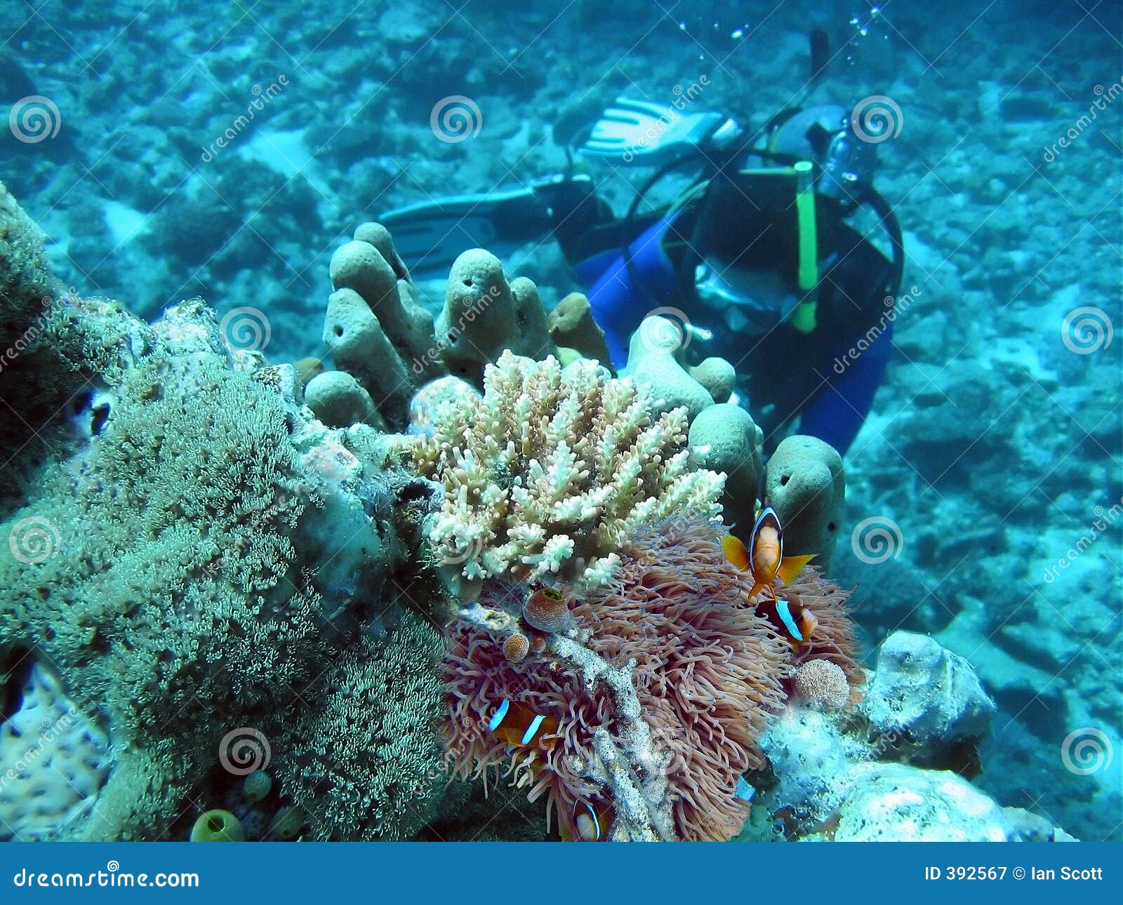 Clown&Diver imagem de stock. Imagem de encontrar, anêmona - 392567