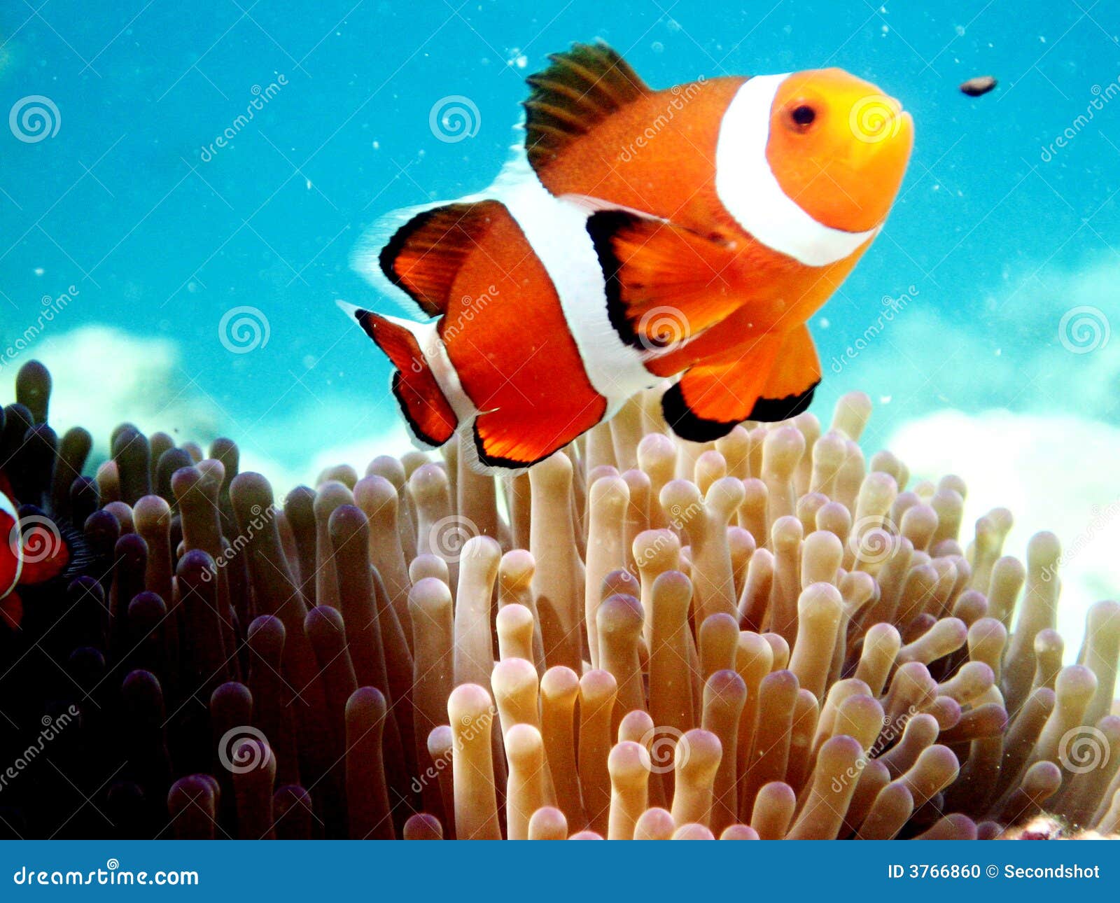 Clown Anemone Fish stock photo. Image of ocean, sipadan - 3766860