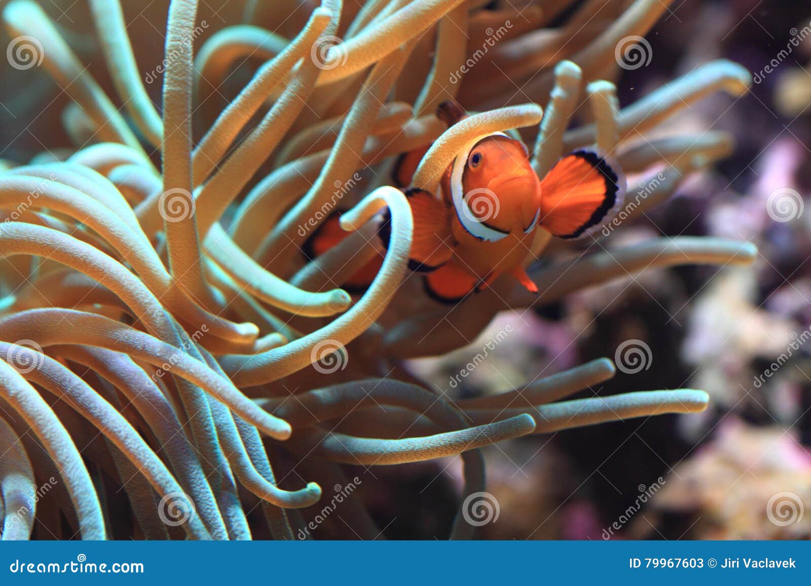 Clown Anemonefish As Nemo Fish Stock Image - Image of ocellaris, cute ...
