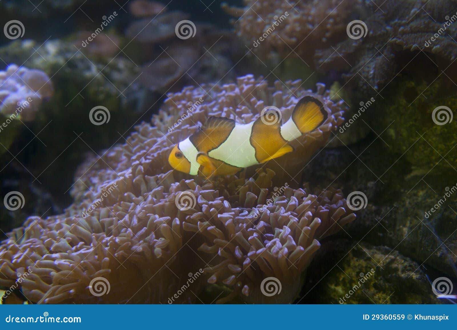 A Clown Anemonefish Sheltering and Sea Anemone Stock Image - Image of ...