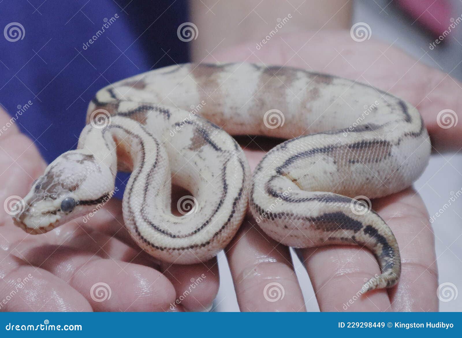Clown Ball Python Snake Exotic Wildlife Stock Image - Image of hand ...