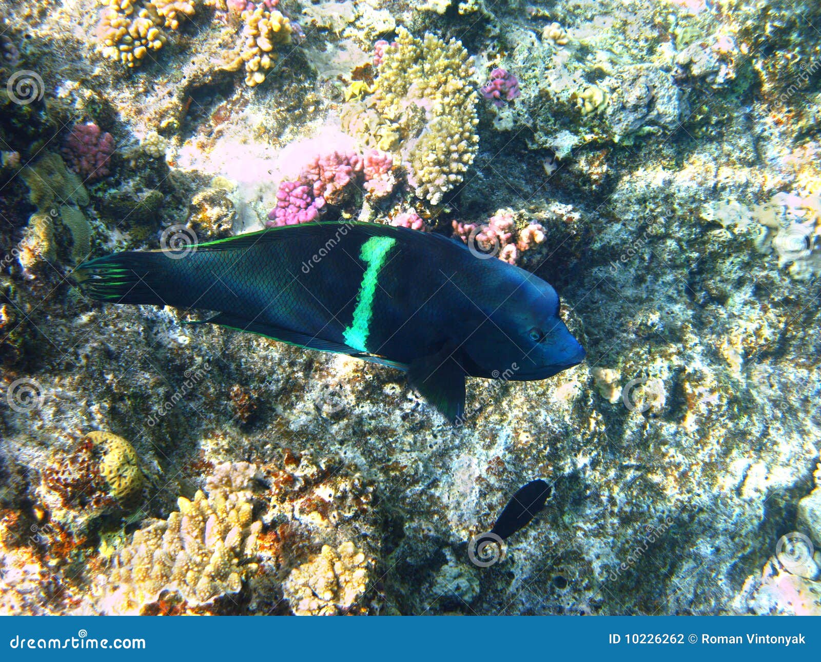 CORIS CLOWN WRASSE Coris Aygula, ADULT Royalty-Free Stock Photography ...