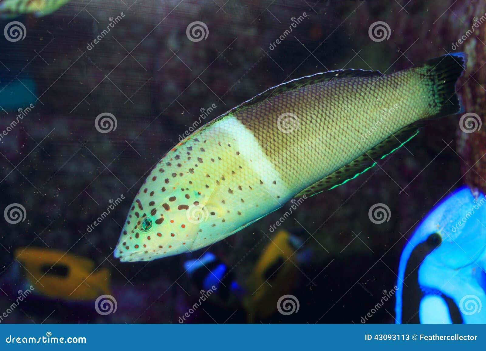 CORIS CLOWN WRASSE Coris Aygula, ADULT Royalty-Free Stock Photography ...