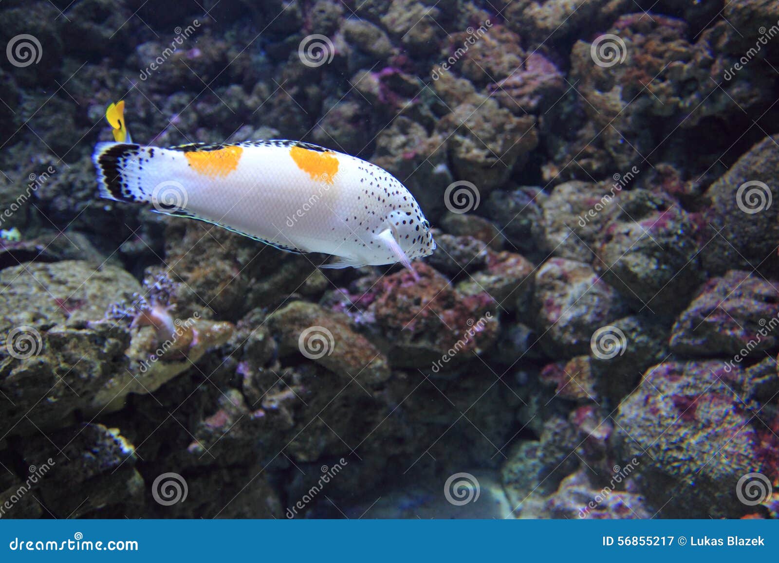 CORIS CLOWN WRASSE Coris Aygula, ADULT Royalty-Free Stock Photography ...