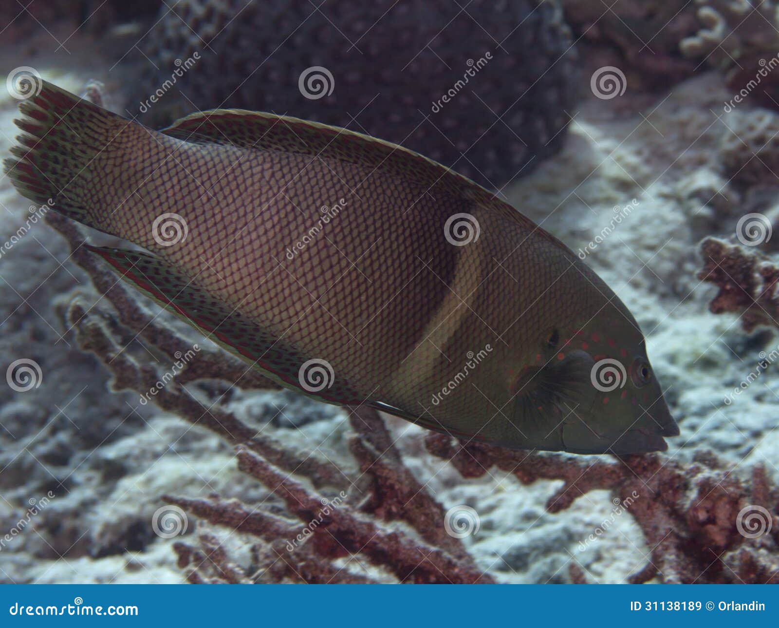 CORIS CLOWN WRASSE Coris Aygula, ADULT Royalty-Free Stock Photography ...