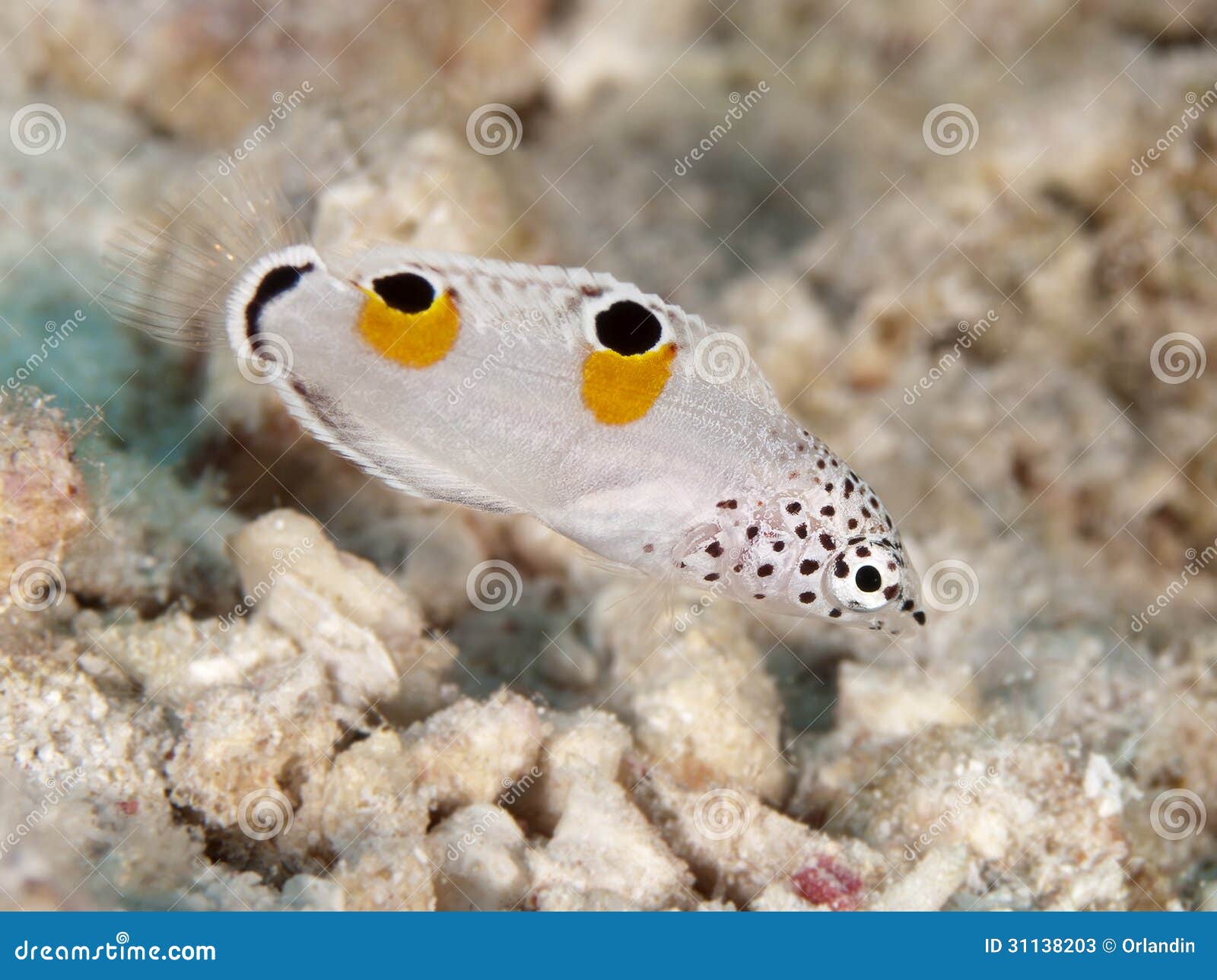 CORIS CLOWN WRASSE Coris Aygula, ADULT Royalty-Free Stock Photography ...