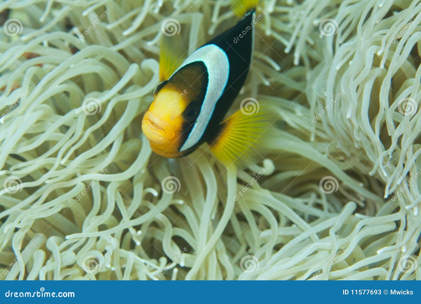 Clown Fish stock image. Image of tentacles, fish, ocean - 11577693