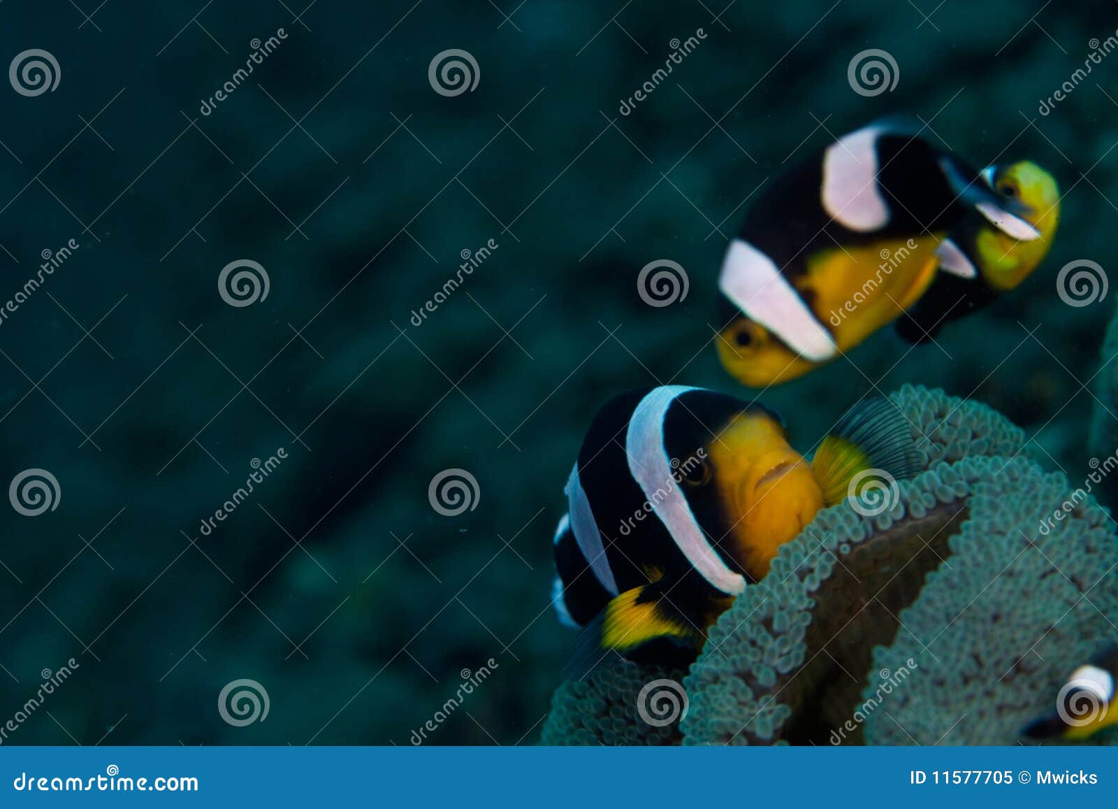 Clown Fish stock image. Image of fins, orange, water - 11577705