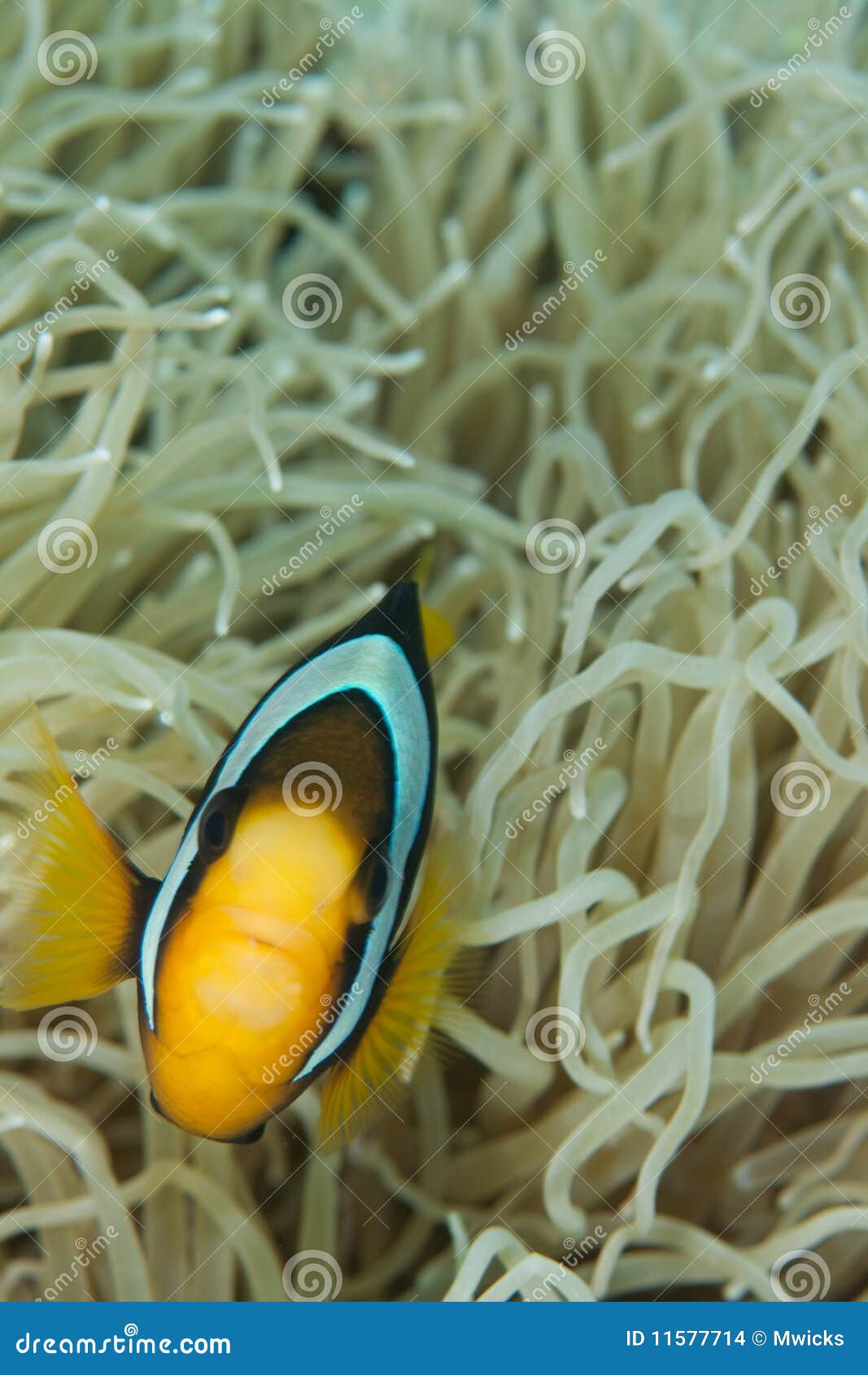 Clown Fish stock photo. Image of tentacle, clown, fins - 11577714