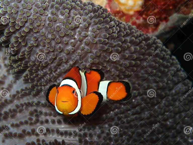 Clown fish stock image. Image of percula, aquatic, isolated - 11653411