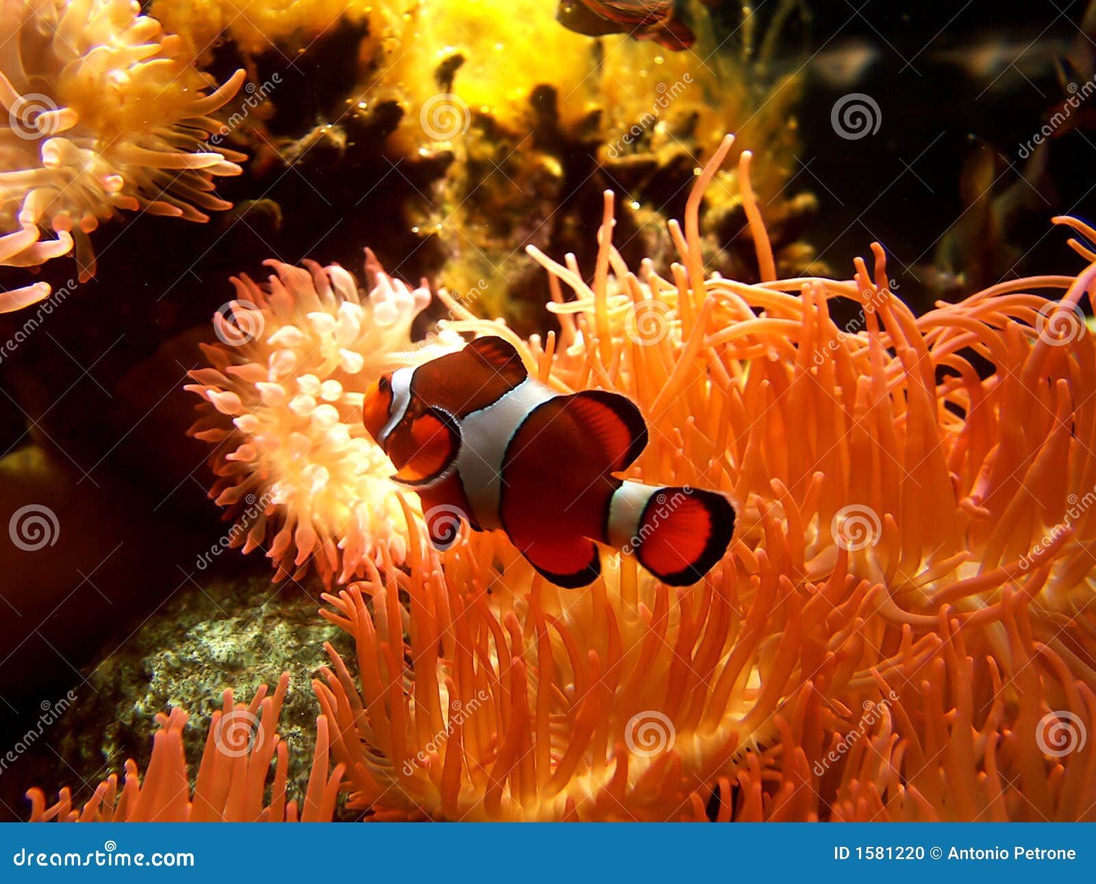 Clown fish stock photo. Image of wildlife, orange, plant - 1581220