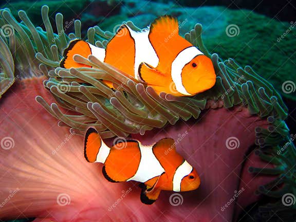 Clown Fish stock photo. Image of beautiful, cayman, color - 4588862