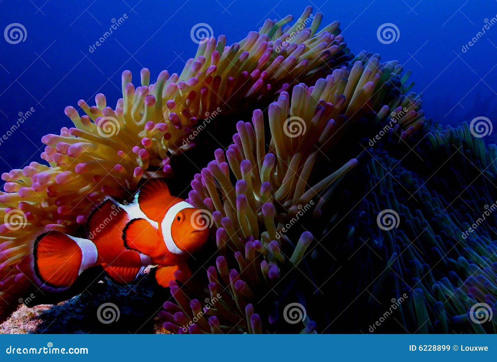 Clown fish stock image. Image of fish, okinawa, clown - 6228899
