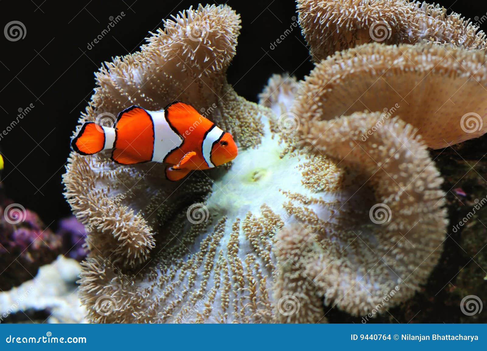Clown fish stock photo. Image of fish, ocean, tropical - 9440764