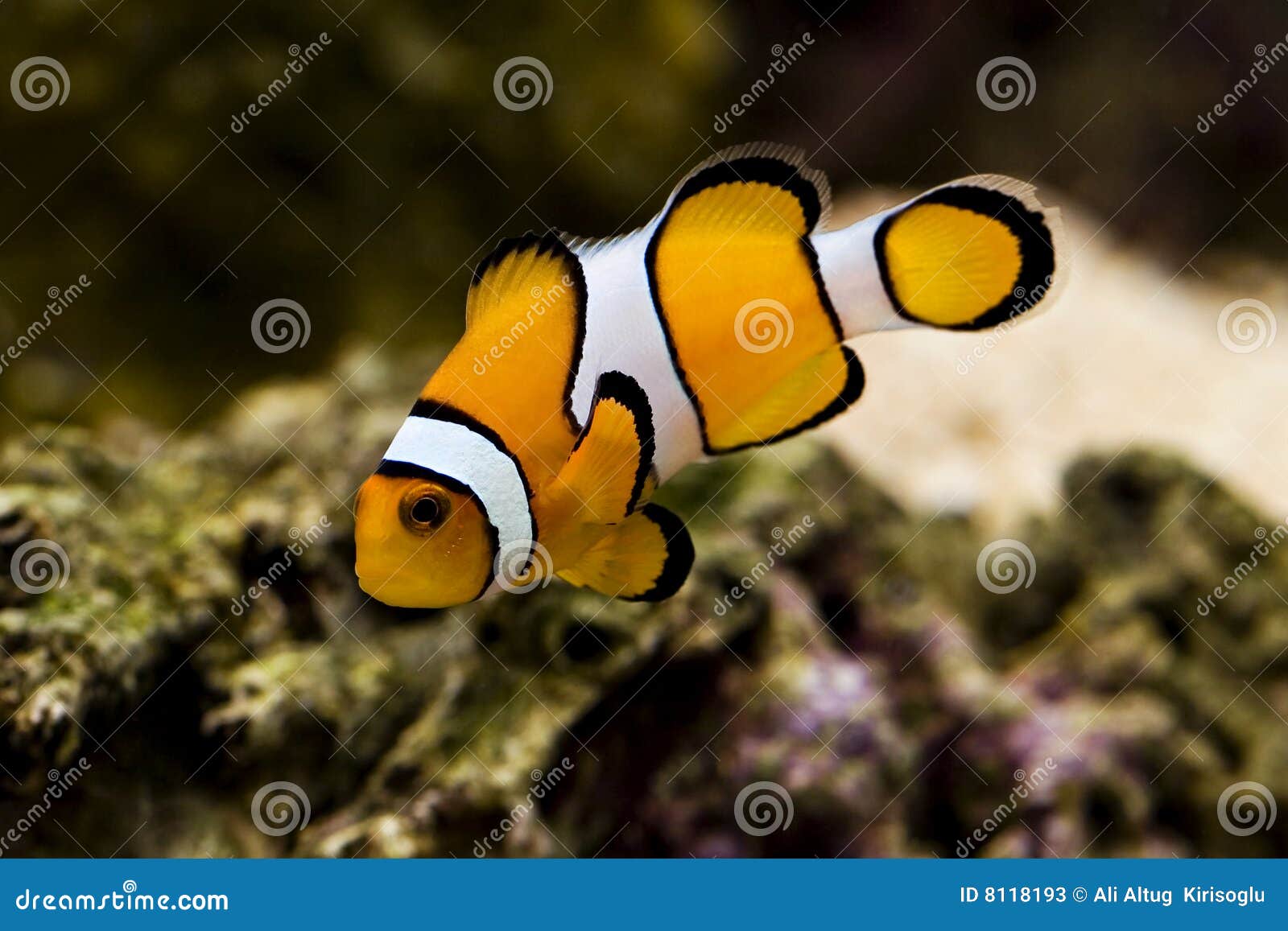 Clown Fish Amphiprion Percula Known As Nemo Stock Image - Image of nemo ...