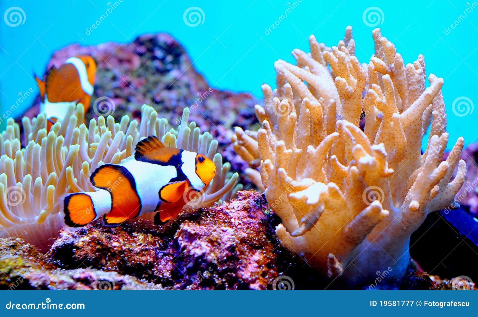 Clown Fish Royalty-Free Stock Image | CartoonDealer.com #12618298