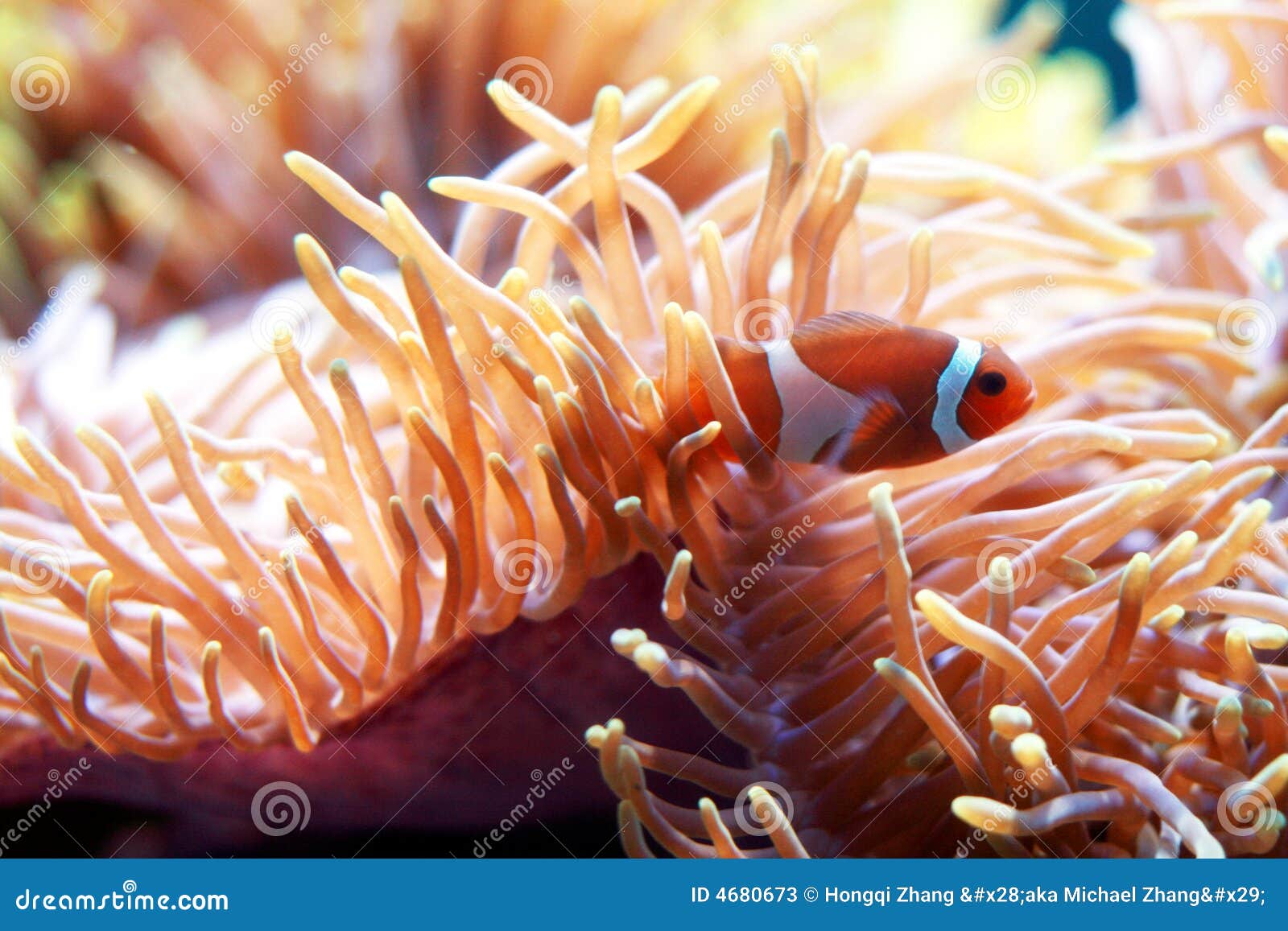 Clown fish and anemone stock image. Image of anemonefish - 4680673
