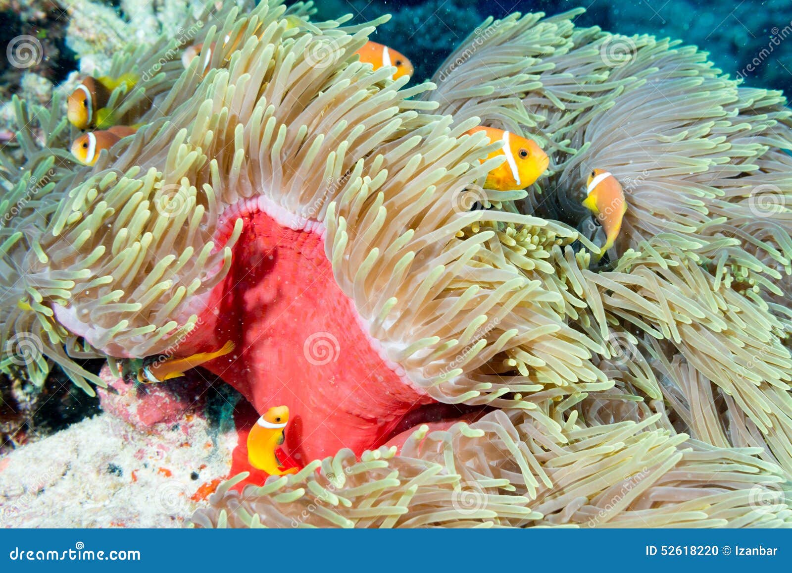 Clown fish in anemone stock photo. Image of dive, anemone - 52618220