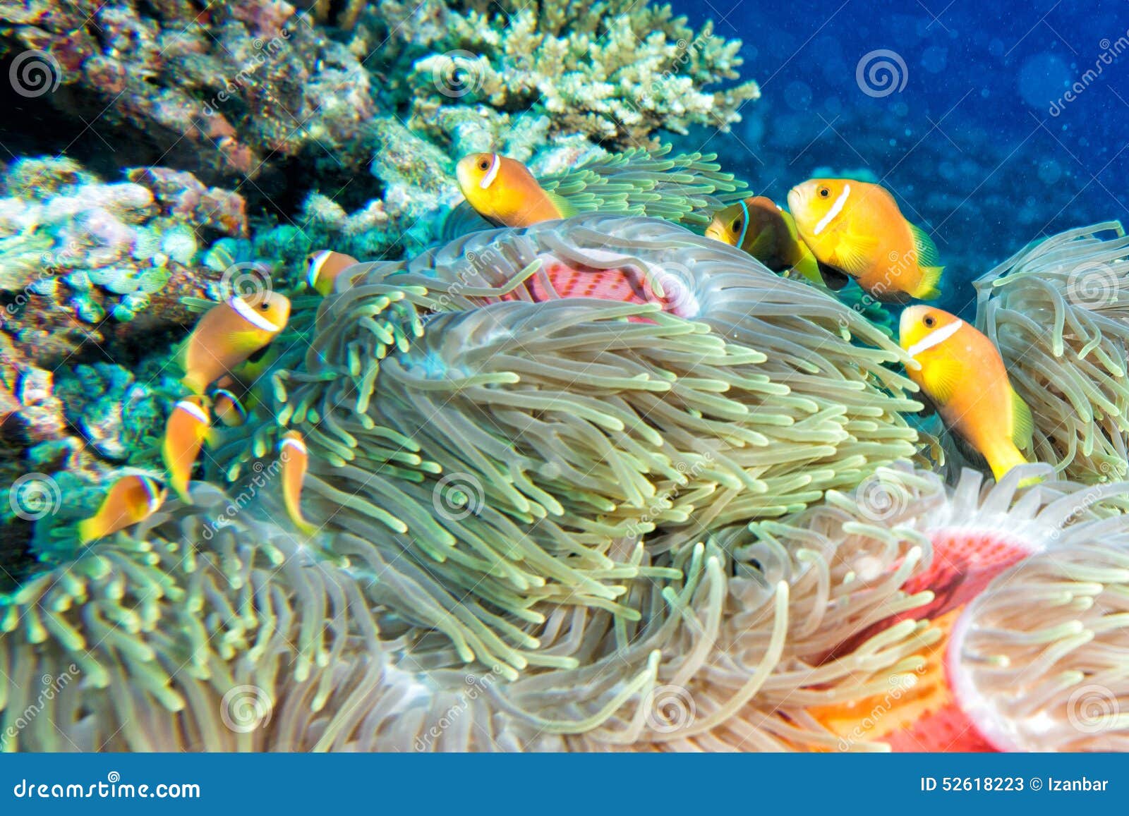 Clown fish in anemone stock image. Image of ocean, reef - 52618223