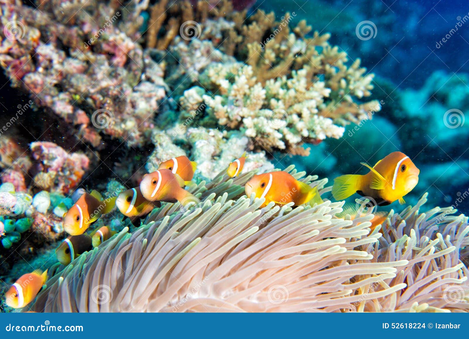 Clown fish in anemone stock photo. Image of reef, indonesia - 52618224