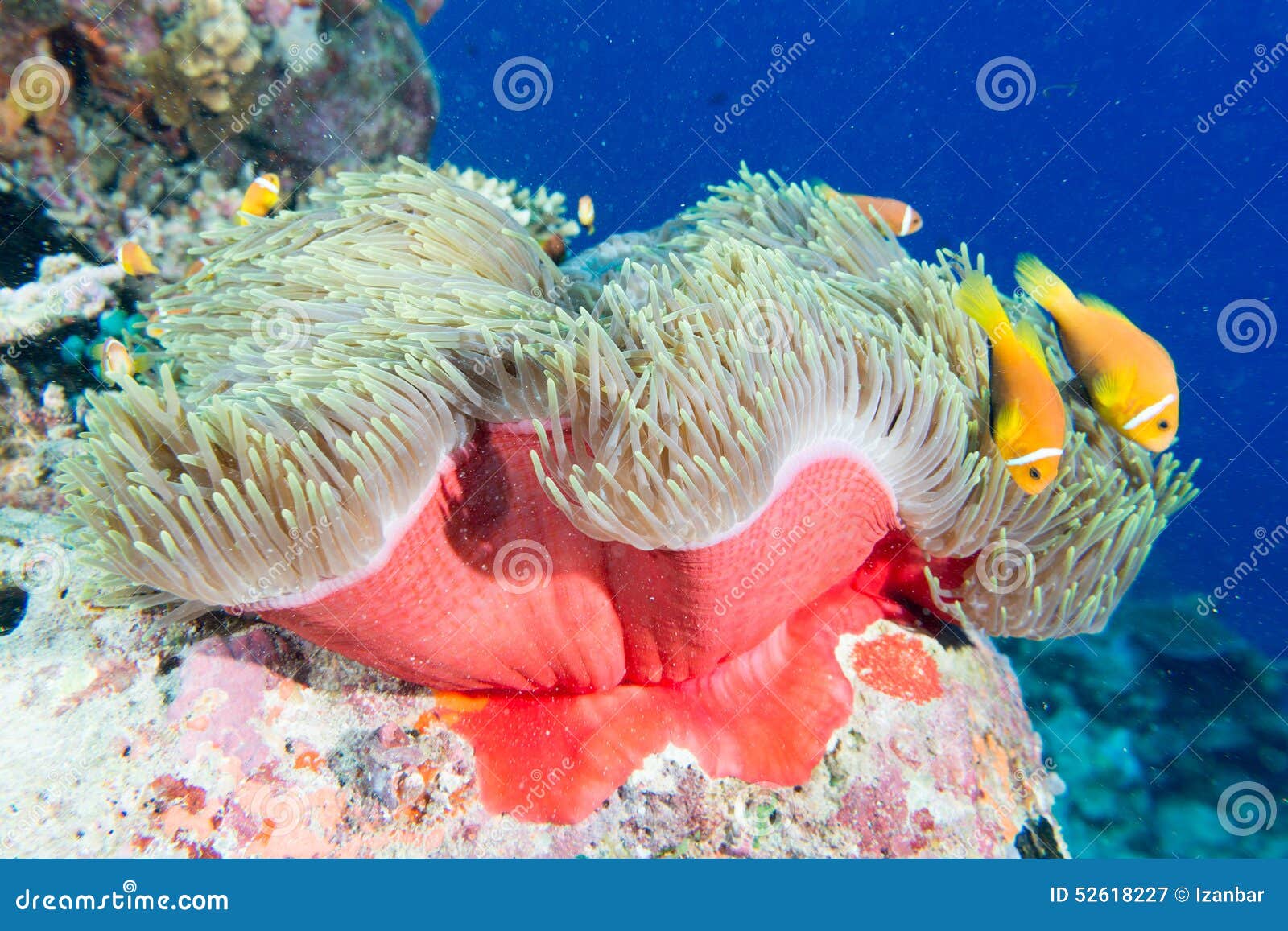 Clown fish in anemone stock image. Image of nature, anemone - 52618227
