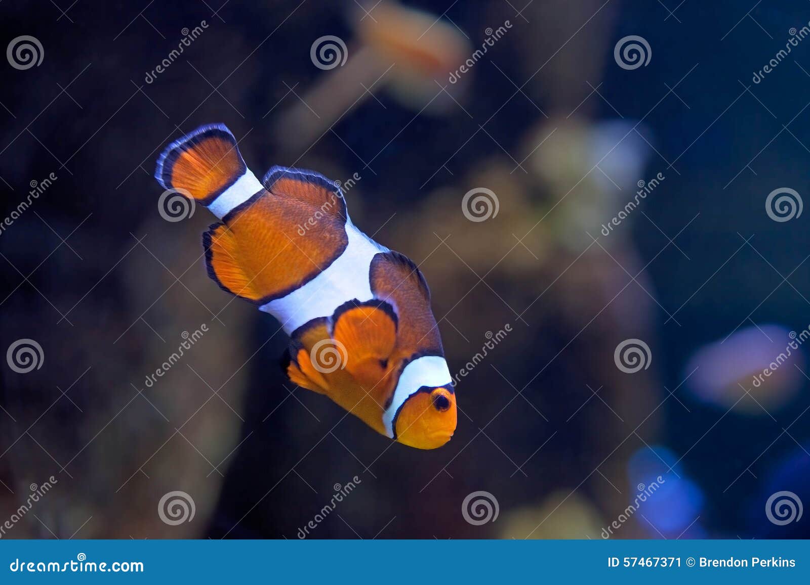 Clown Fish stock image. Image of life, clownfish, living - 57467371
