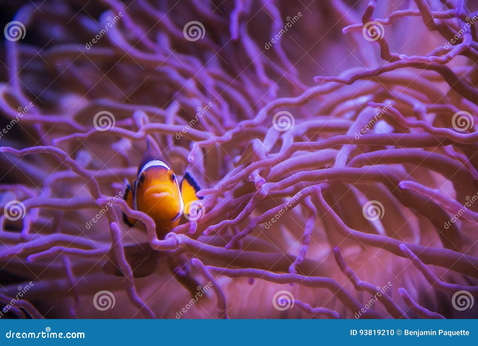 Clown fish in coral stock photo. Image of nemo, clown - 93819210