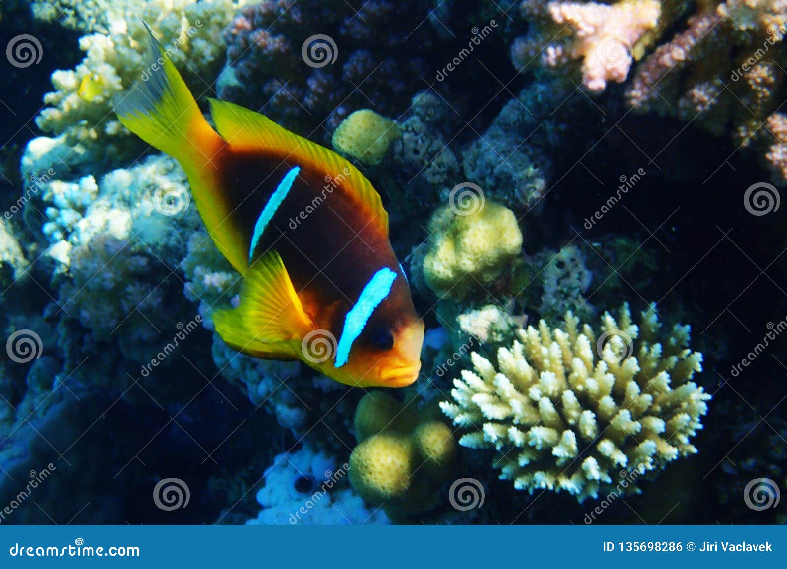Clown fish in coral reef stock photo. Image of orange - 135698286