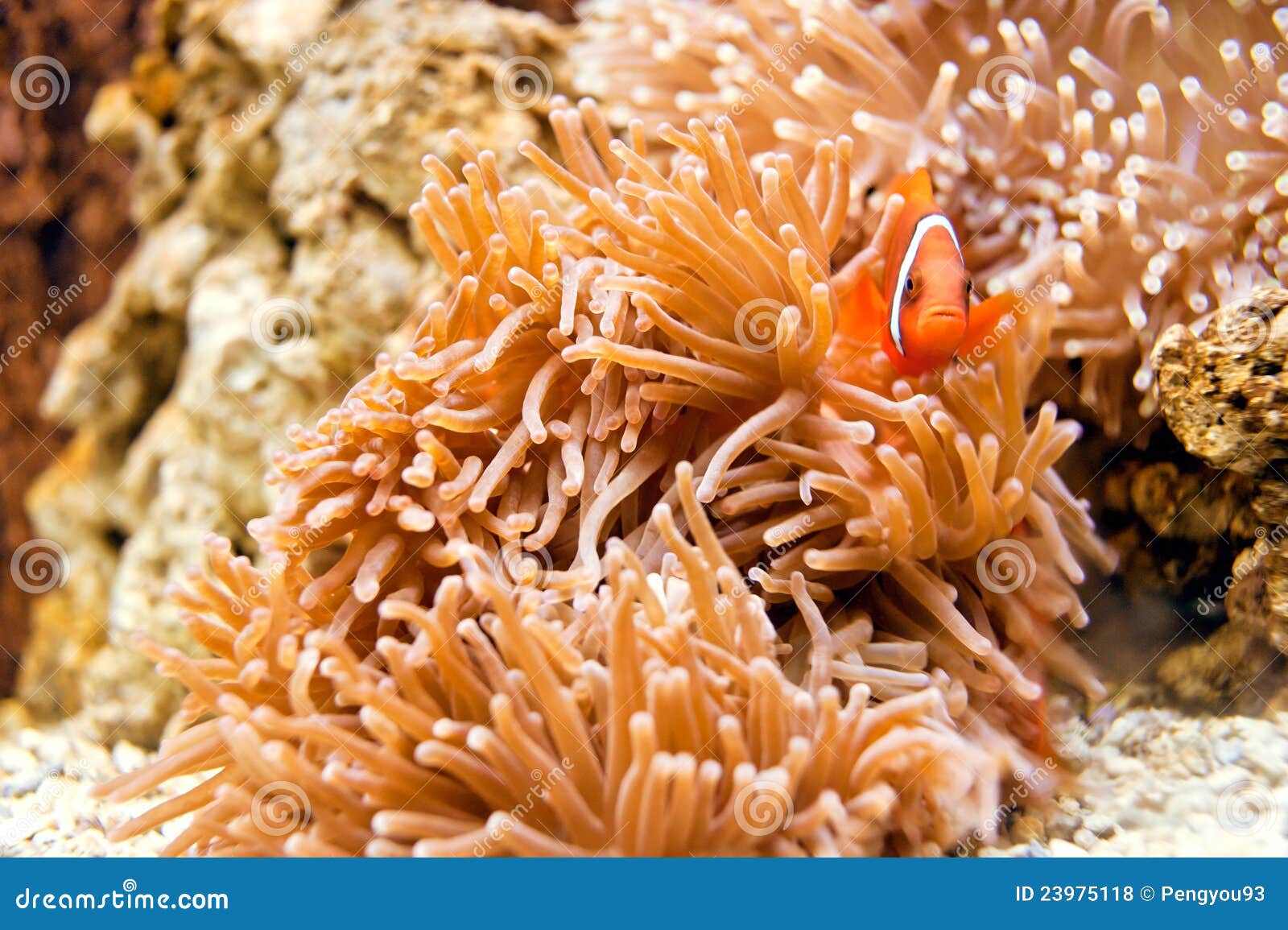 Clown fish in coral reefs stock photo. Image of island - 23975118