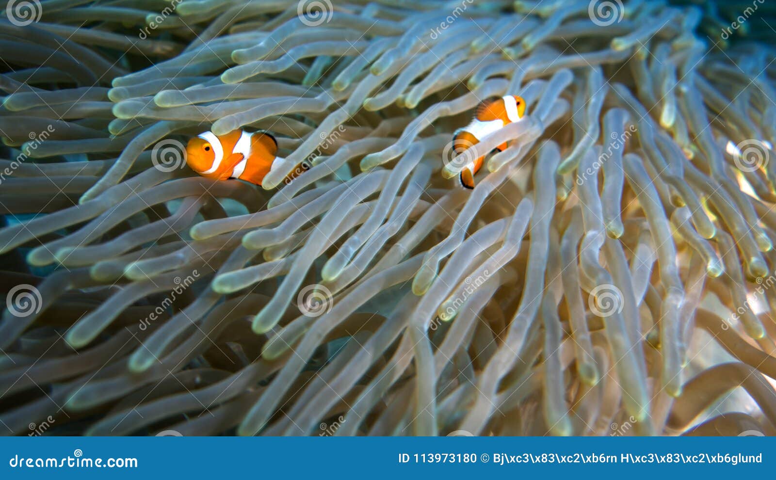 Clown fish in coral stock photo. Image of ocean, underwater - 113973180