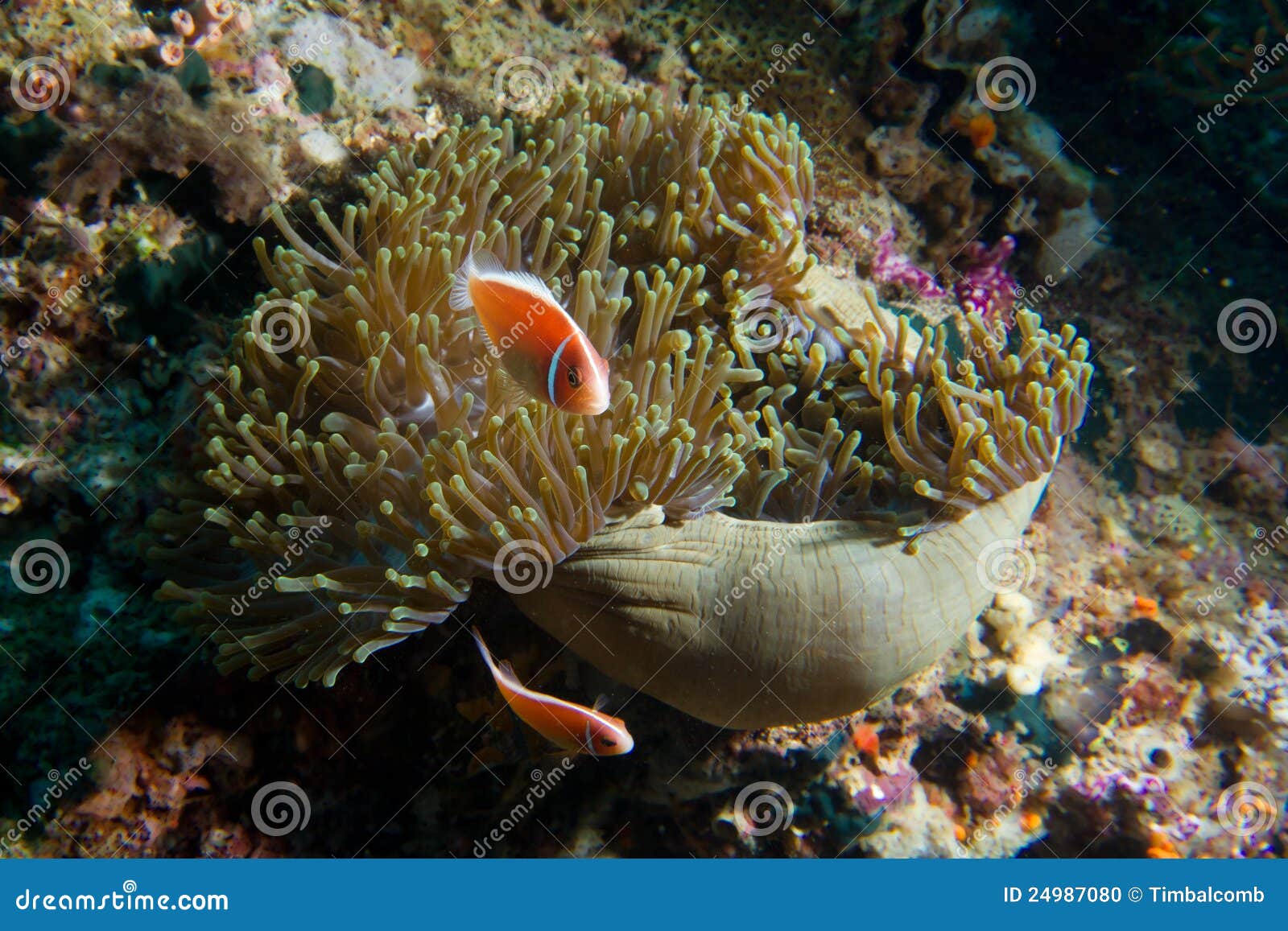 Clown fish guards stock photo. Image of coral, clownfish - 24987080