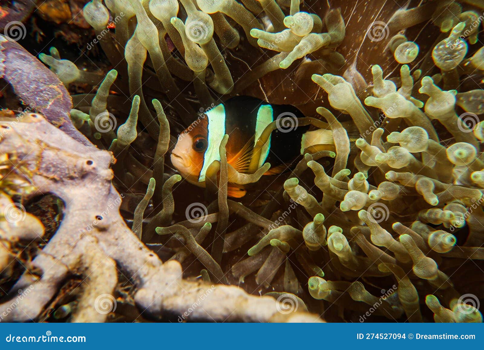 Clown Fish Hiding in Anemone Stock Photo - Image of fish, anemone ...