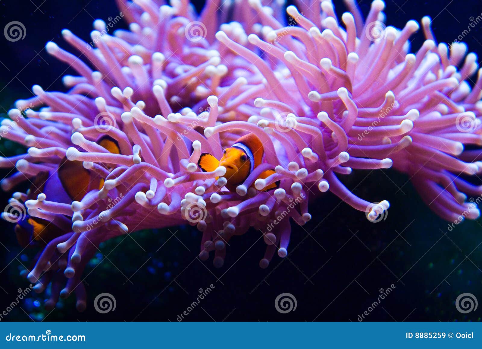 Clown Fish Hiding in Anemone Stock Image - Image of aquatic, fishes ...