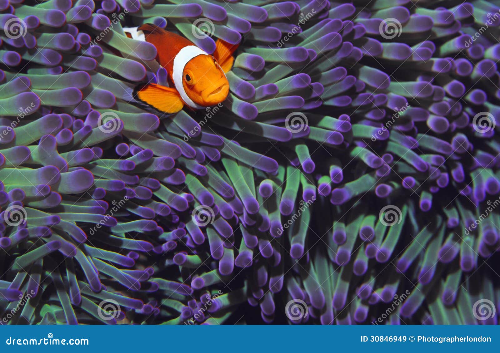 Clown Fish Hiding among Sea Anenomies Stock Image - Image of tentacle ...