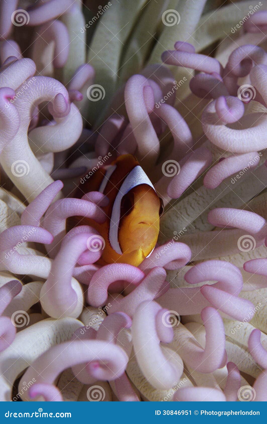 Fish Hiding Behind Leaves Stock Photography | CartoonDealer.com #73064210