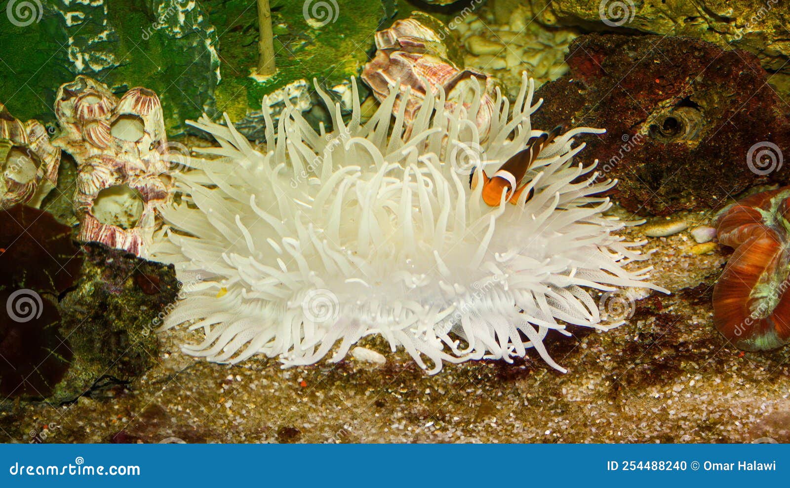 Clown Fish Host in a White Anemone Coral Stock Photo - Image of maroon ...