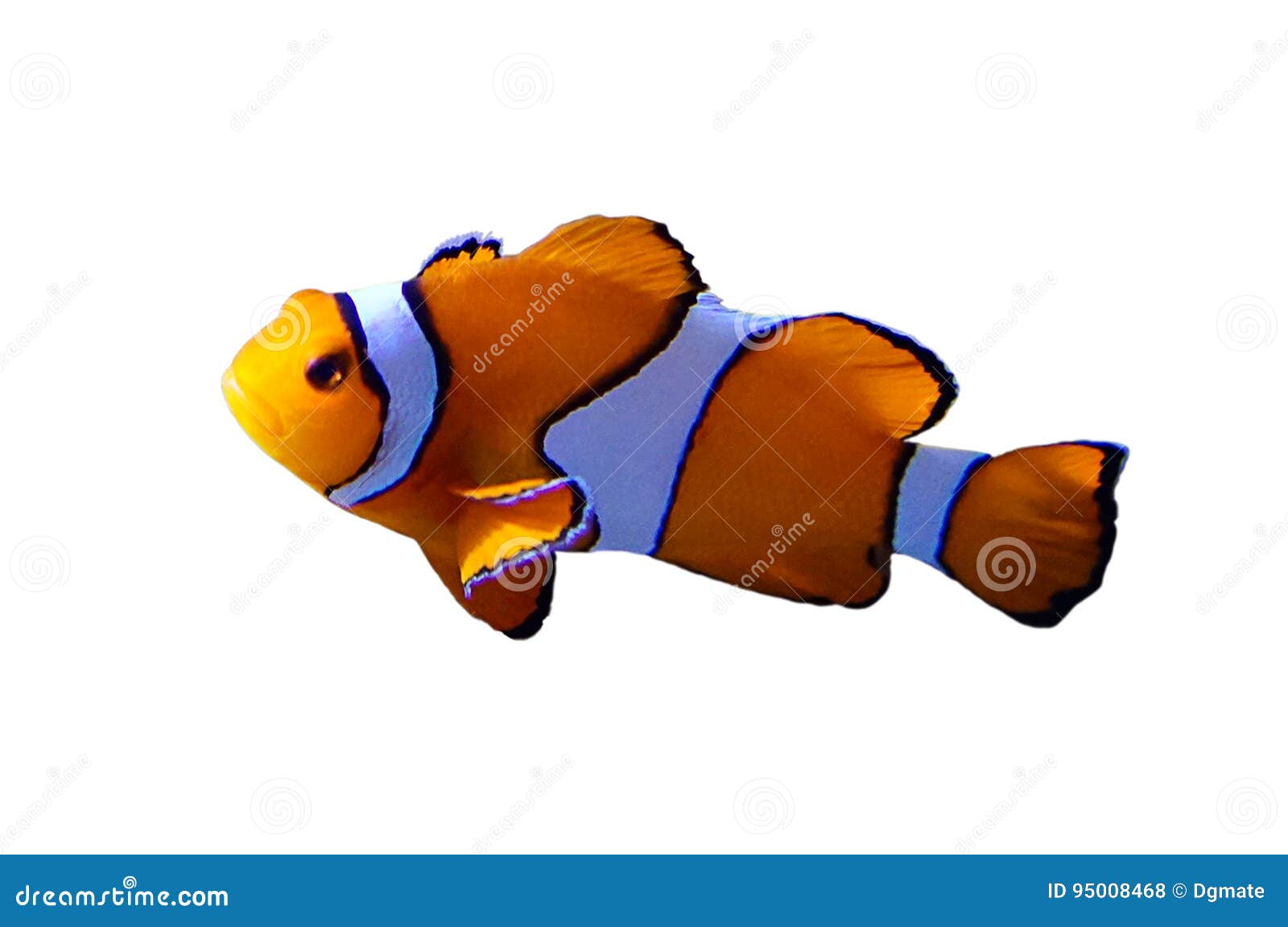 An Clown Fish Looking At You In Cebu Philippines Royalty-Free Stock ...