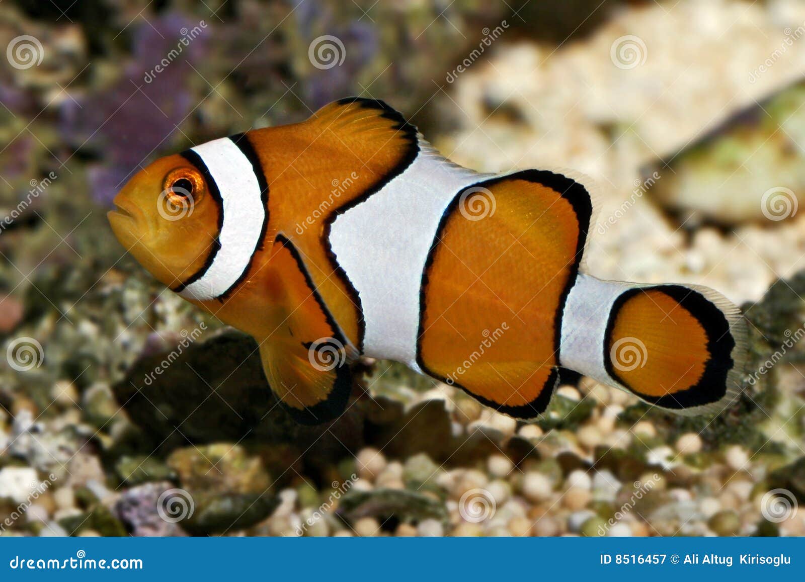 Clown Fish Known As Nemo - Amphiprion Percula Royalty-Free Stock Photo ...