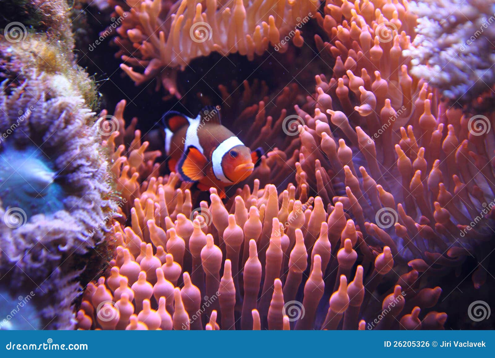 Clown fish (nemo) stock photo. Image of tropic, shiny - 26205326