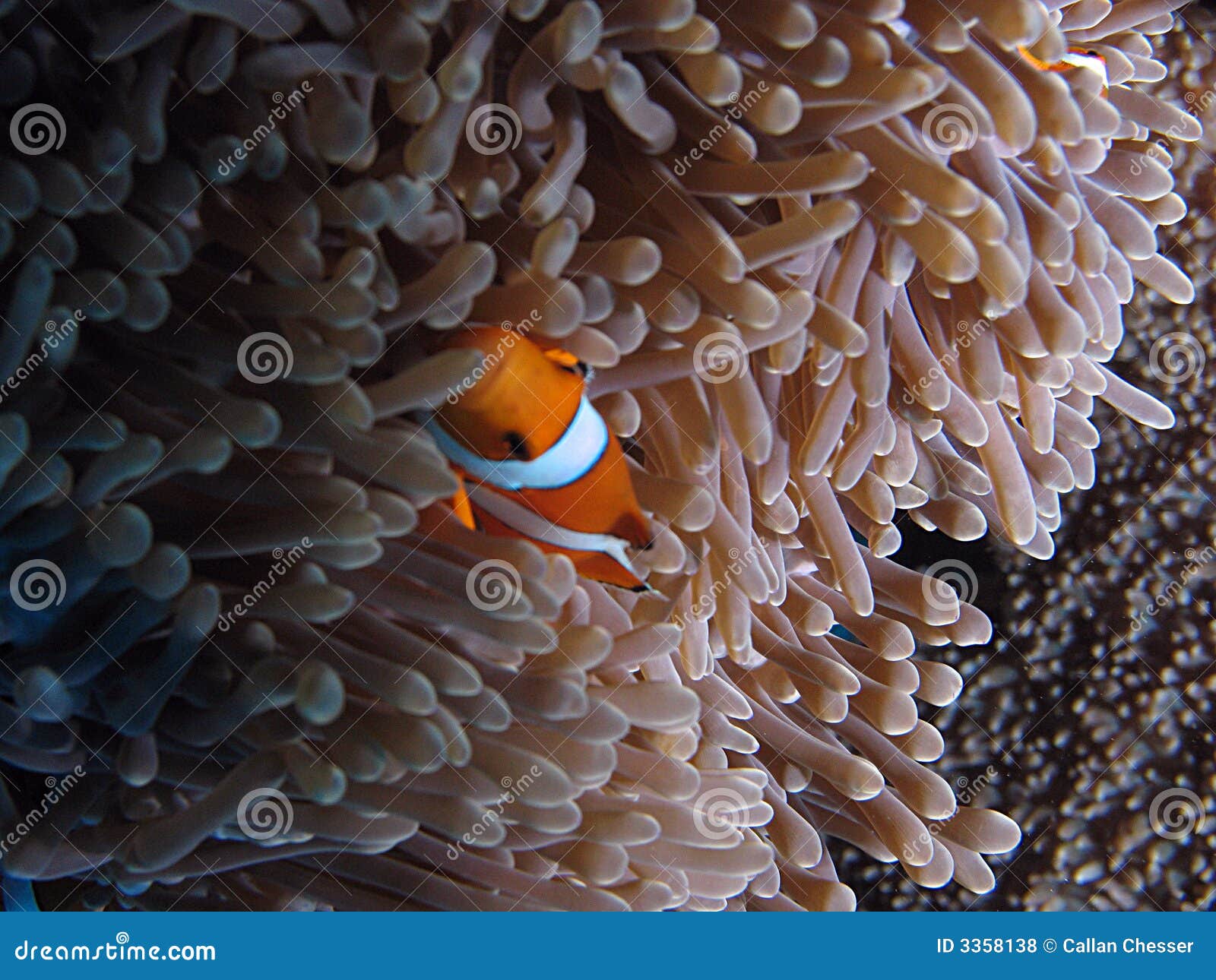 Clown fish - Nemo stock photo. Image of aneome, islands - 3358138