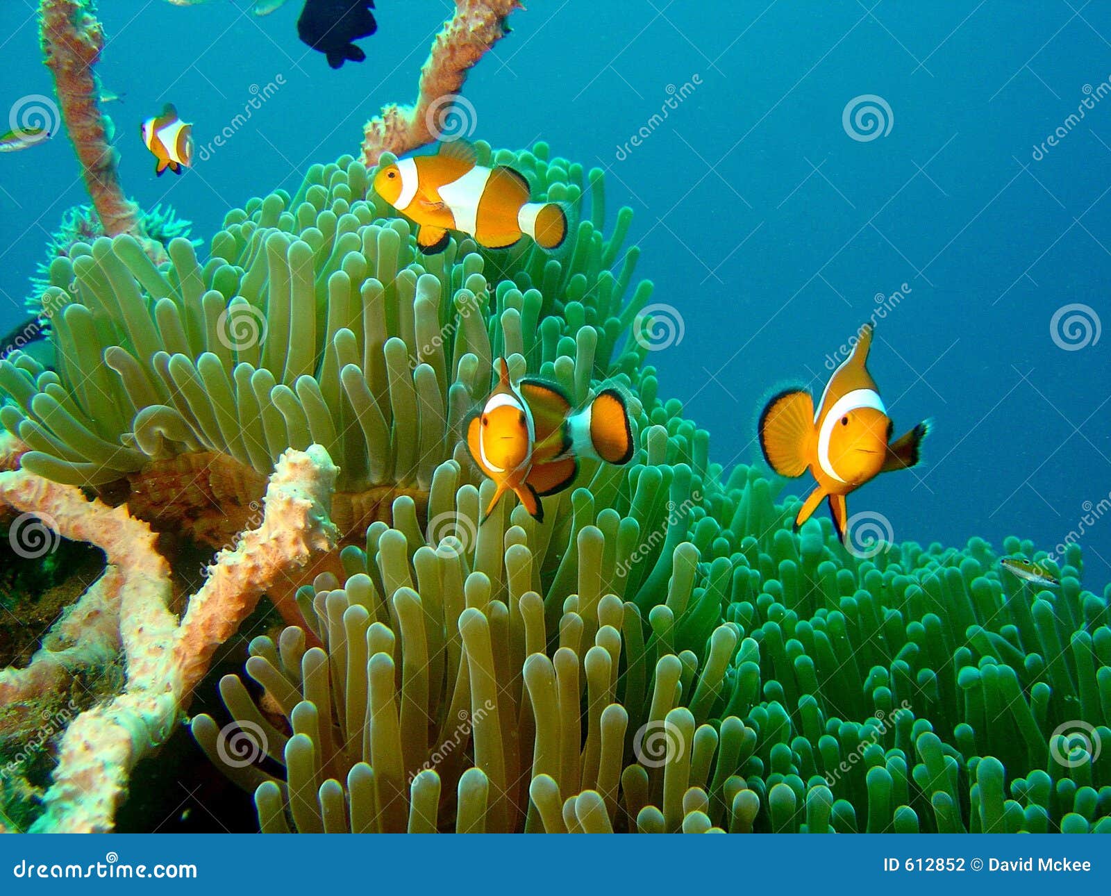 Clown Fish Nemo stock photo. Image of hobby, exploration - 612852