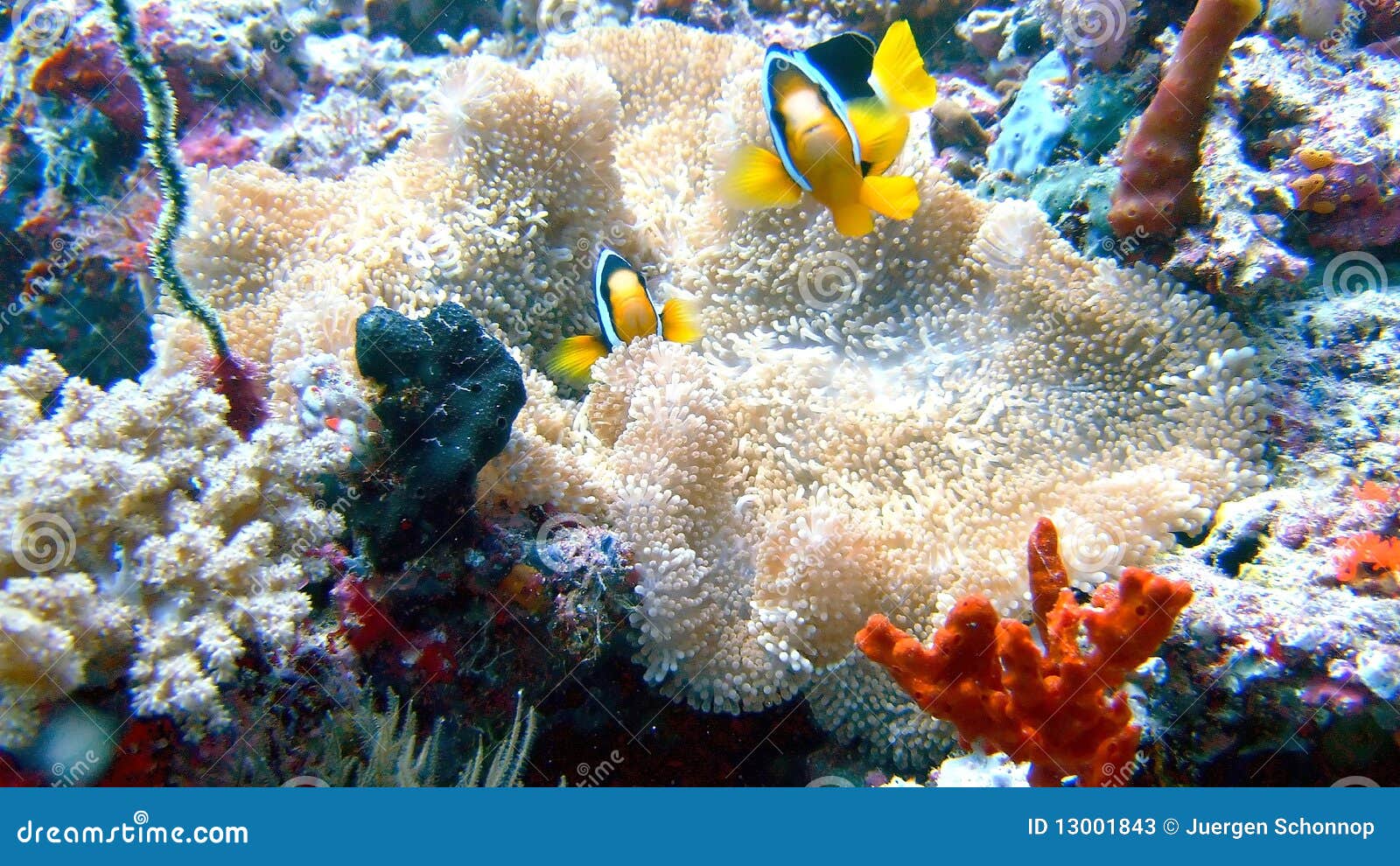 Clown Fish - Nemo in the Coral Reef Stock Image - Image of nemo, indian ...