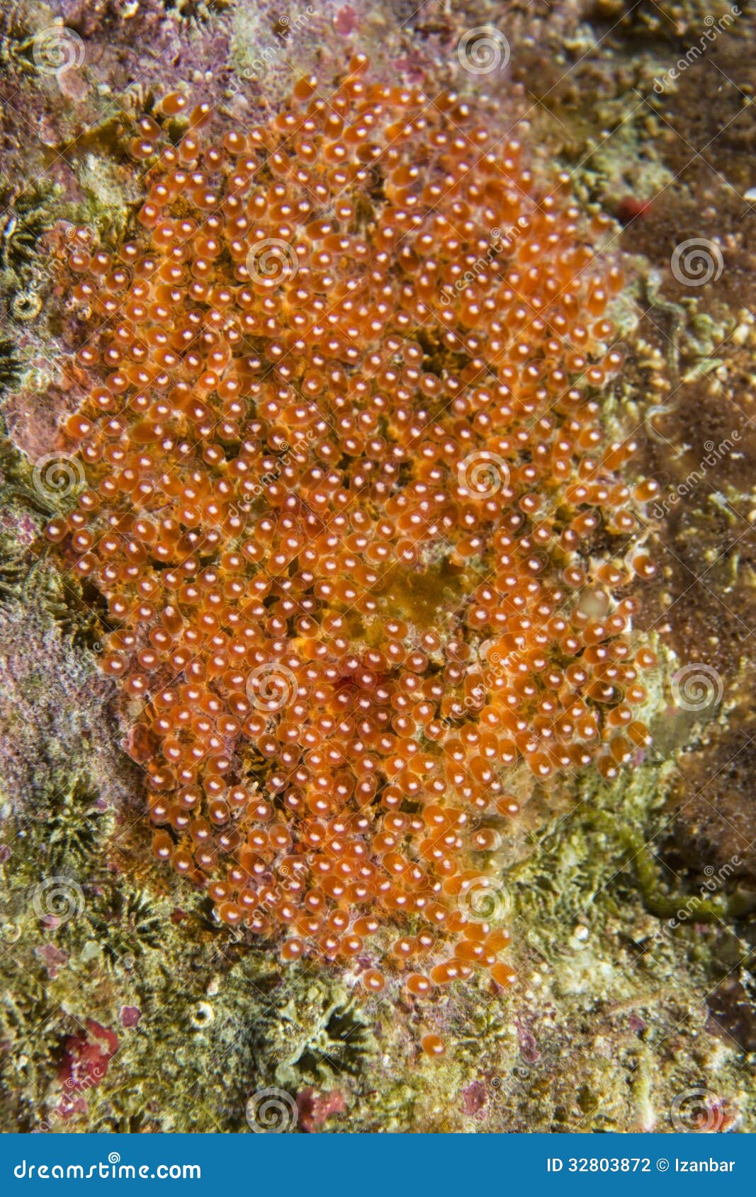 Clown fish orange eggs stock photo. Image of ocean, aquarium - 32803872