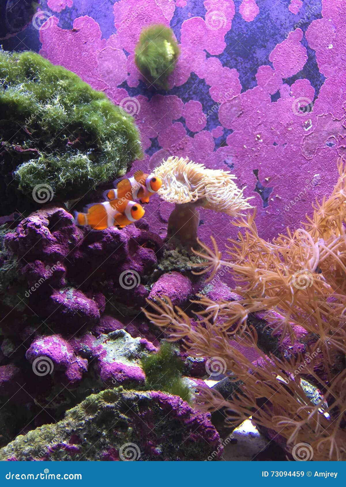 Clown fish pair stock image. Image of black, tank, pair - 73094459