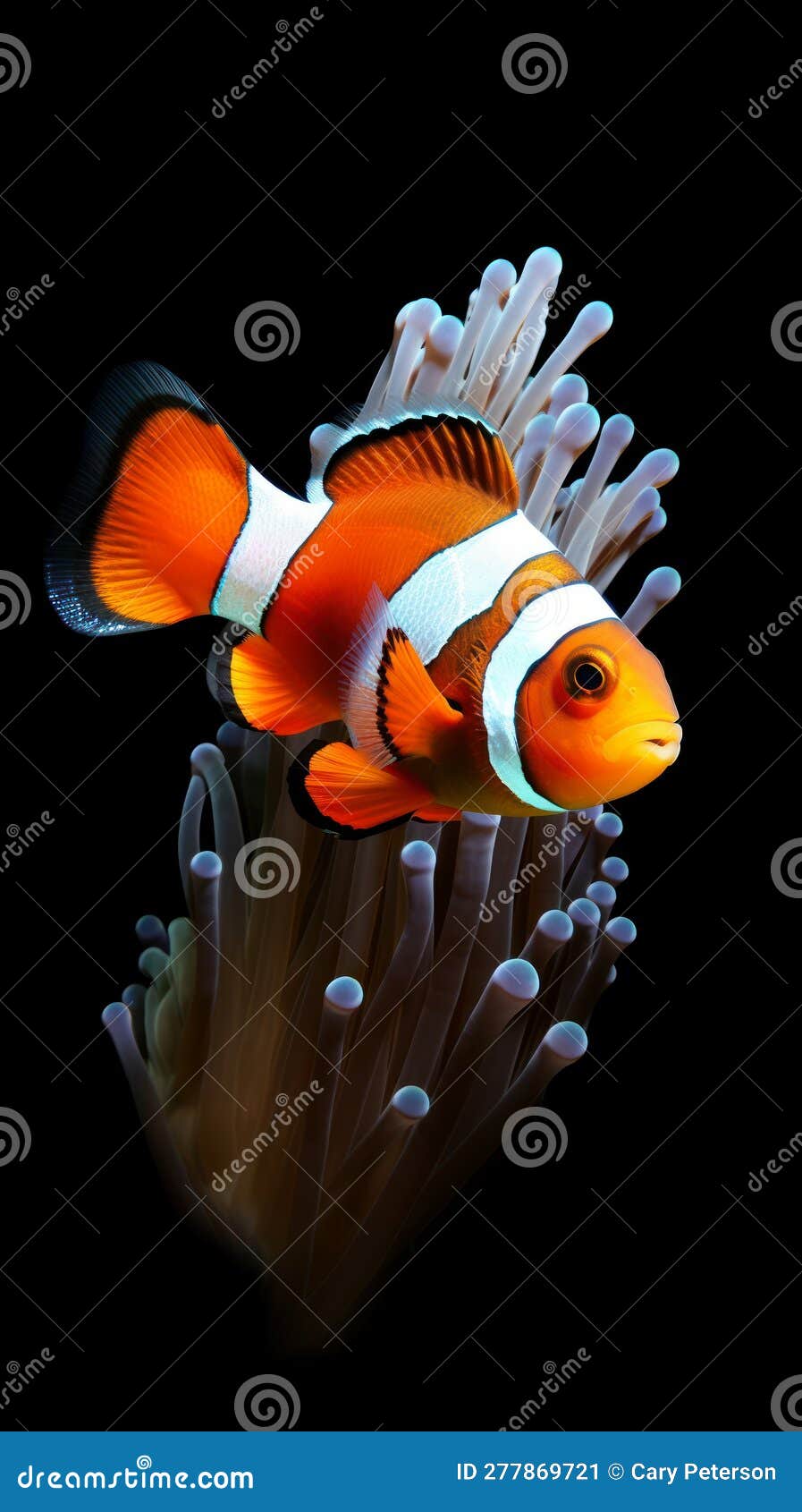 The Playful And Curious Clown Fish Stock Image | CartoonDealer.com ...